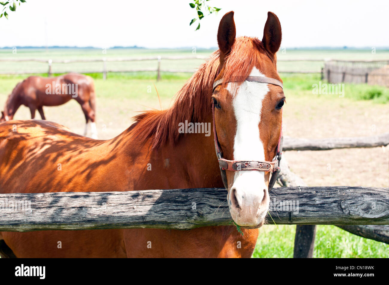 Beautiful horse on farm Stock Photo - Alamy