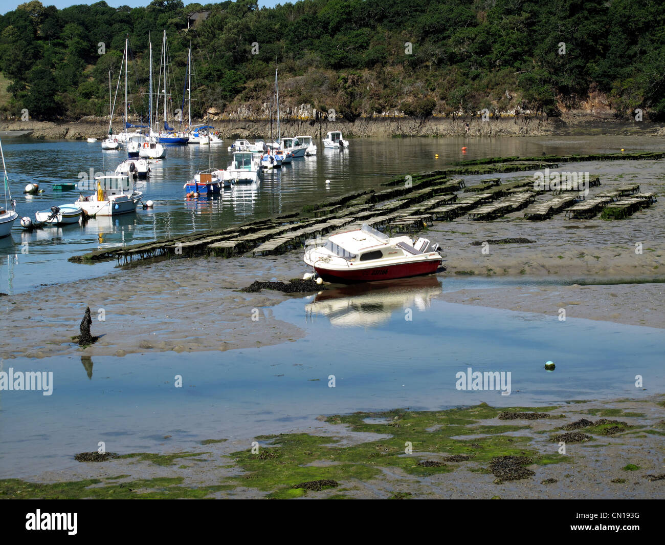 Riec oyster belon park bretagne brittany finistere france river ocean ...