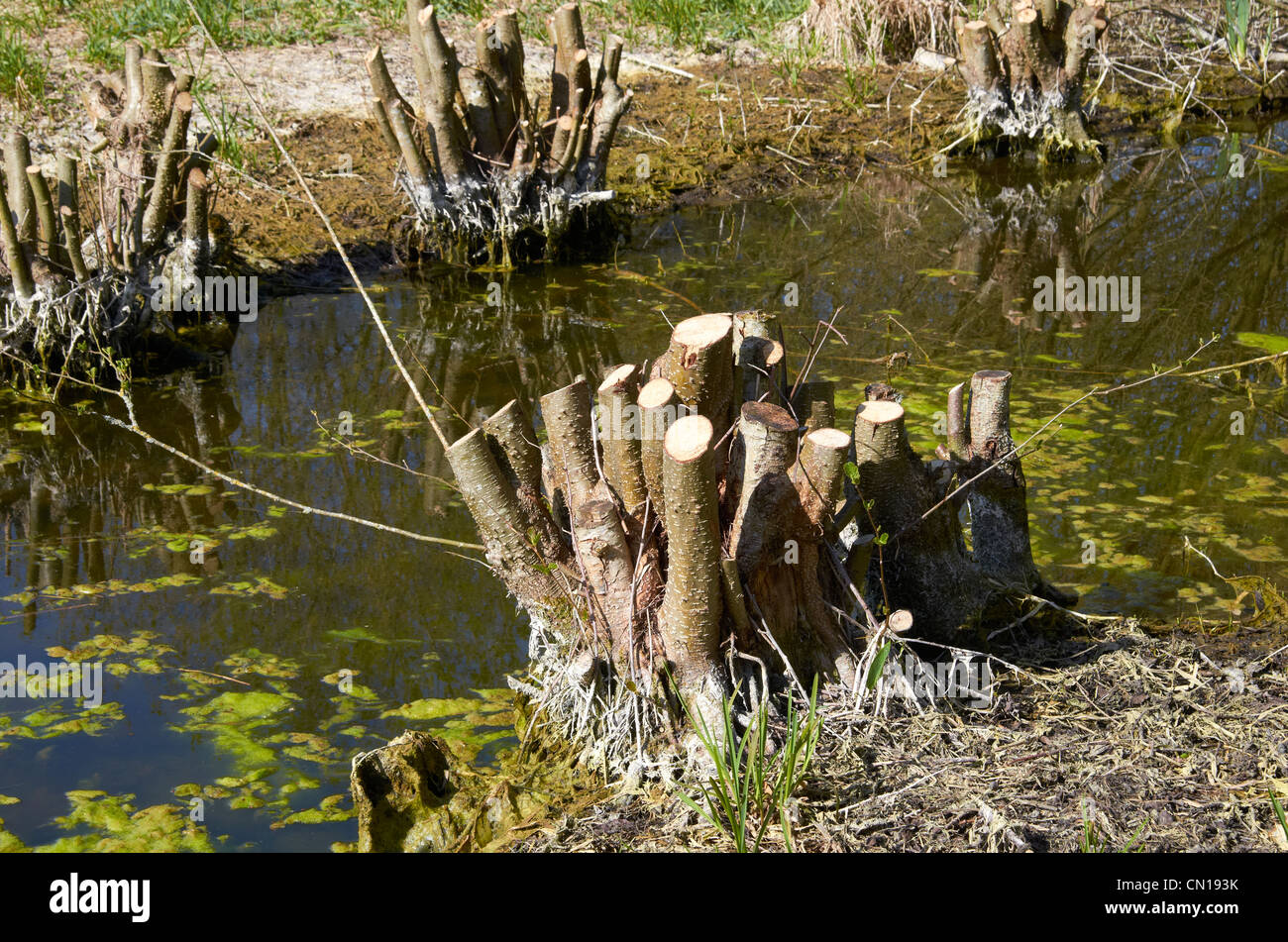 Coppiced goat willow or goat sallow (Salix caprea) trees, Winnall Moors ...