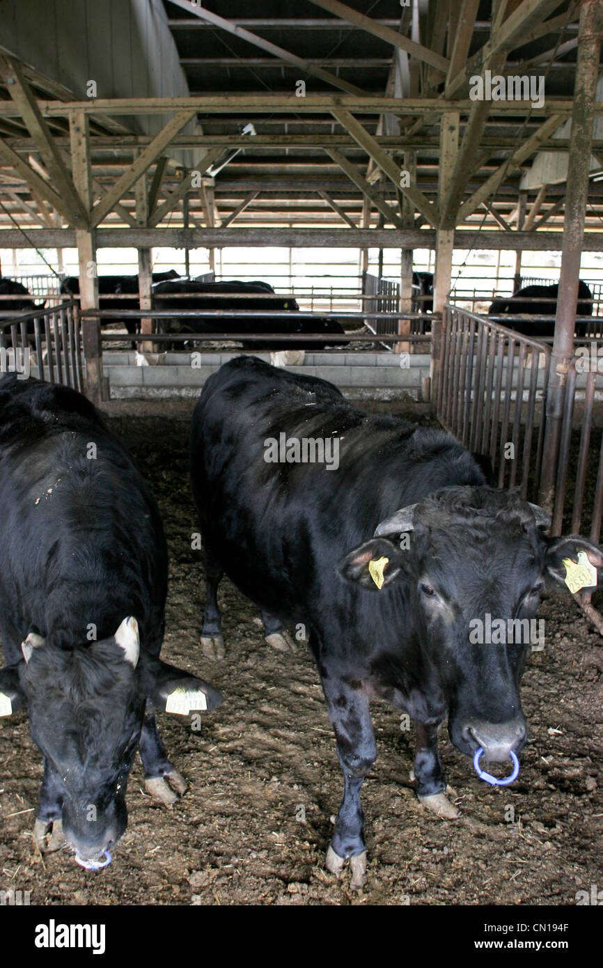 Kobe ushi hi-res stock photography and images - Alamy