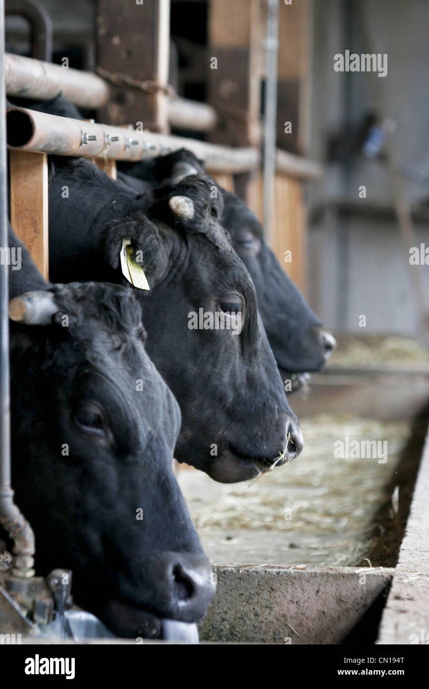 Wagyu, or Kobe beef, cows at the Oguri farm in Nagoya, Japan Stock ...
