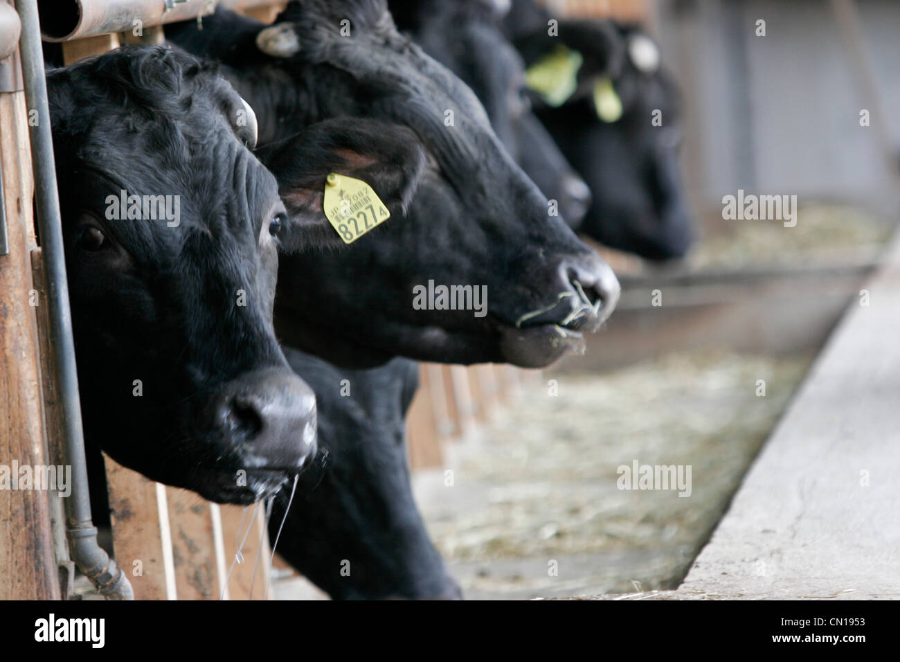 Wagyu, or Kobe beef, cows at the Oguri farm in Nagoya, Japan Stock ...