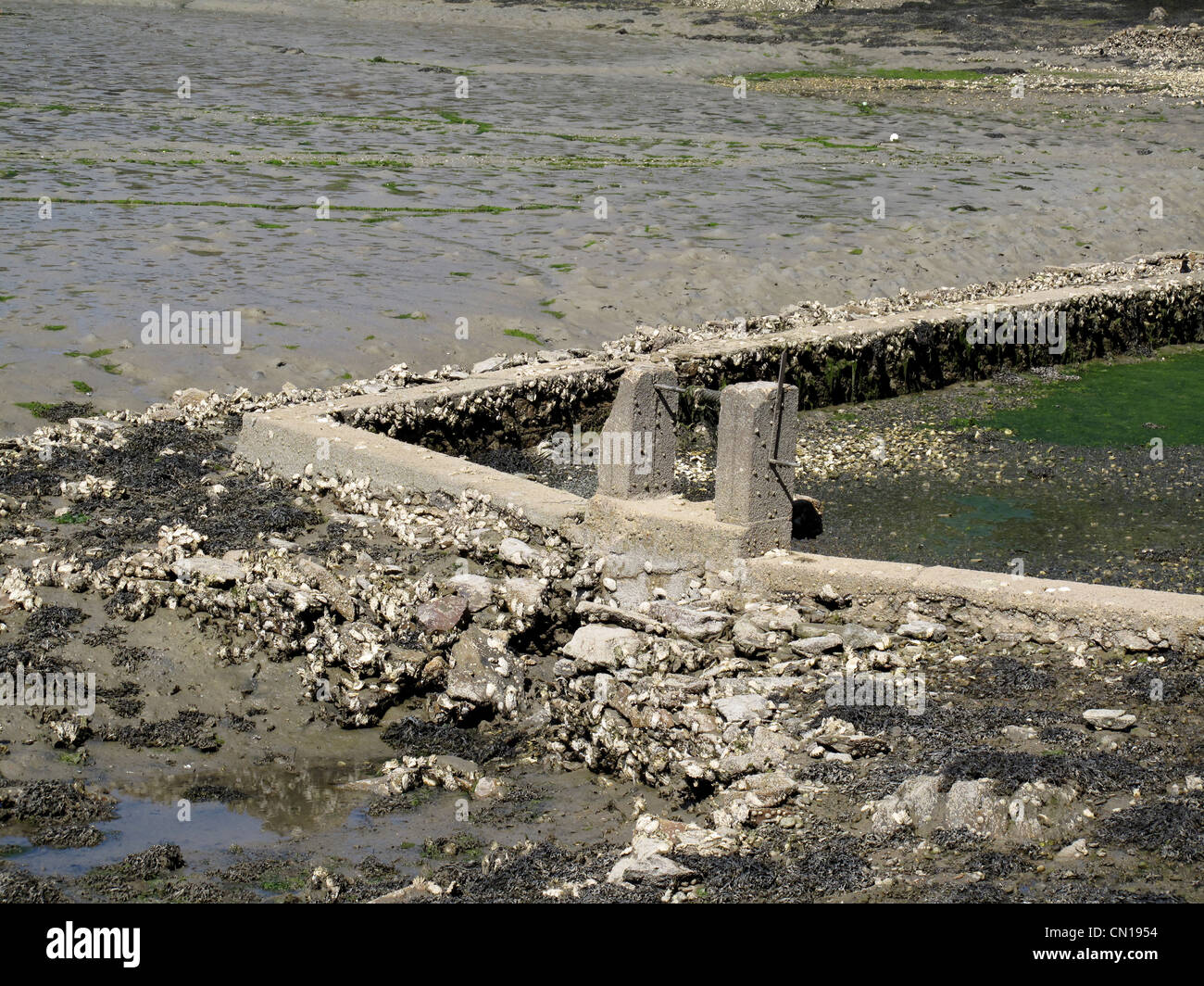 Riec-sur-Belon, Belon river, Finistere, Bretagne,Brittany, France ...