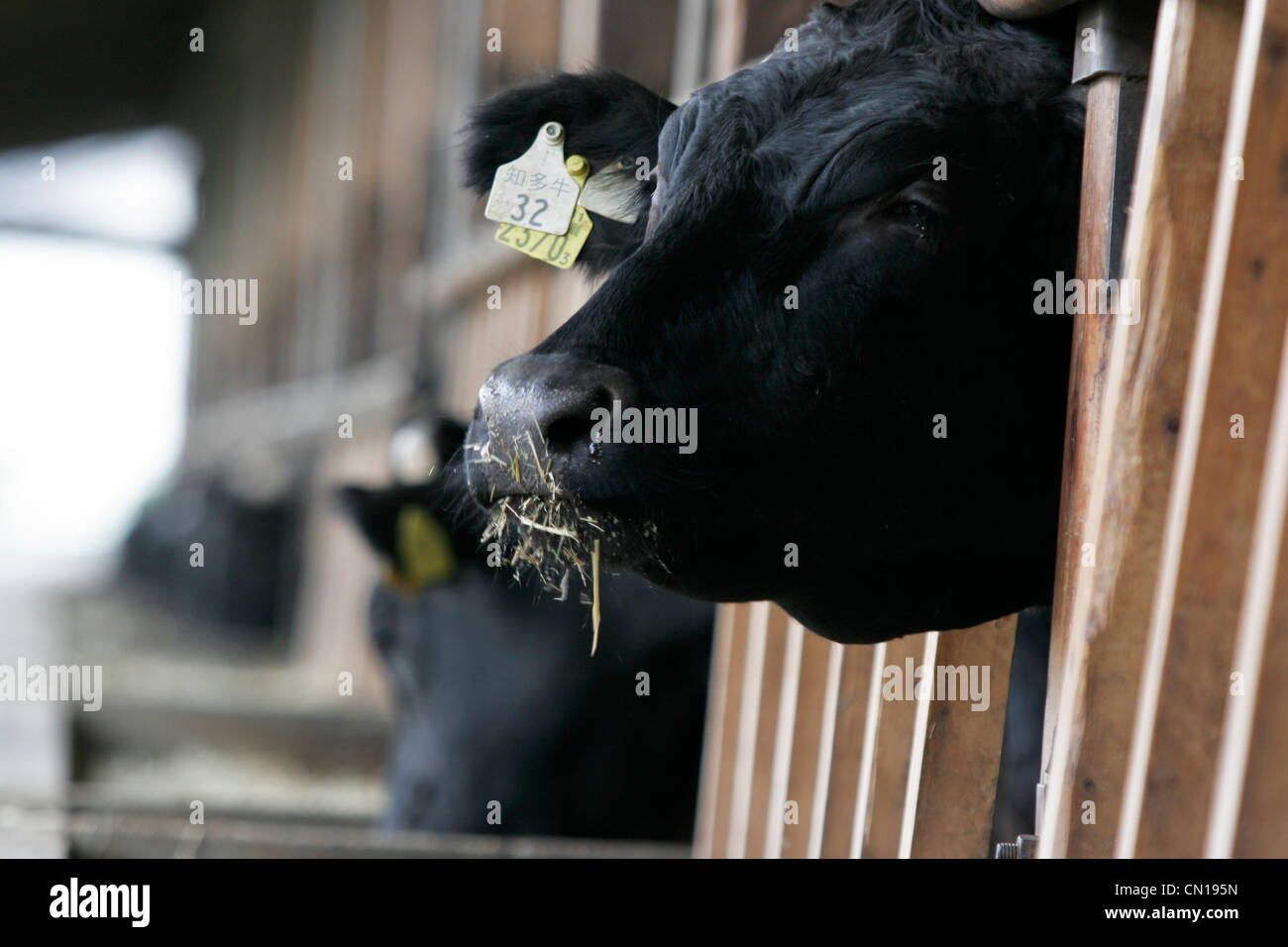 Wagyu, or Kobe beef, cows at the Oguri farm in Nagoya, Japan Stock ...