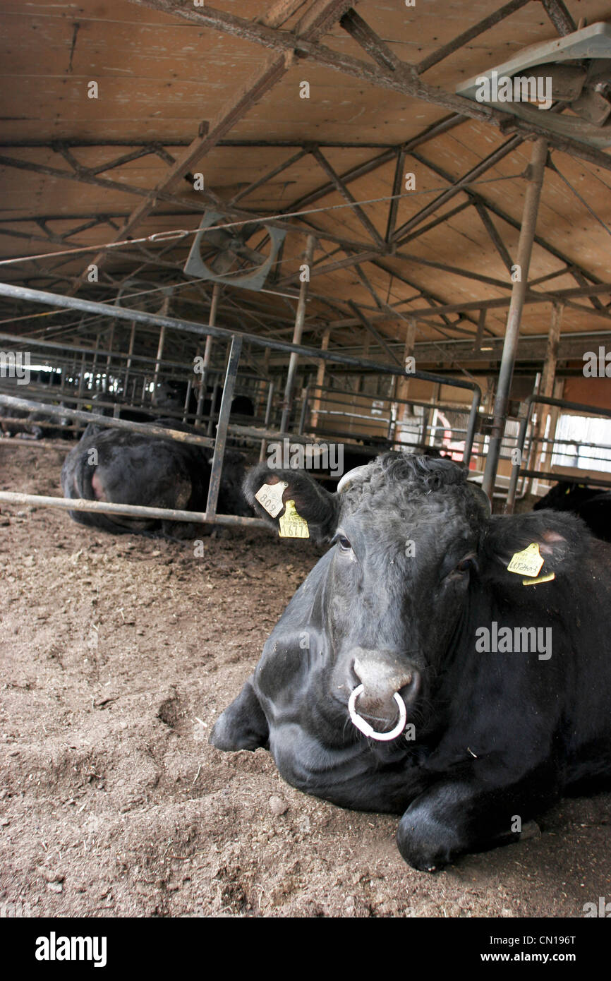 Wagyu Cow High Resolution Stock Photography and Images - Alamy