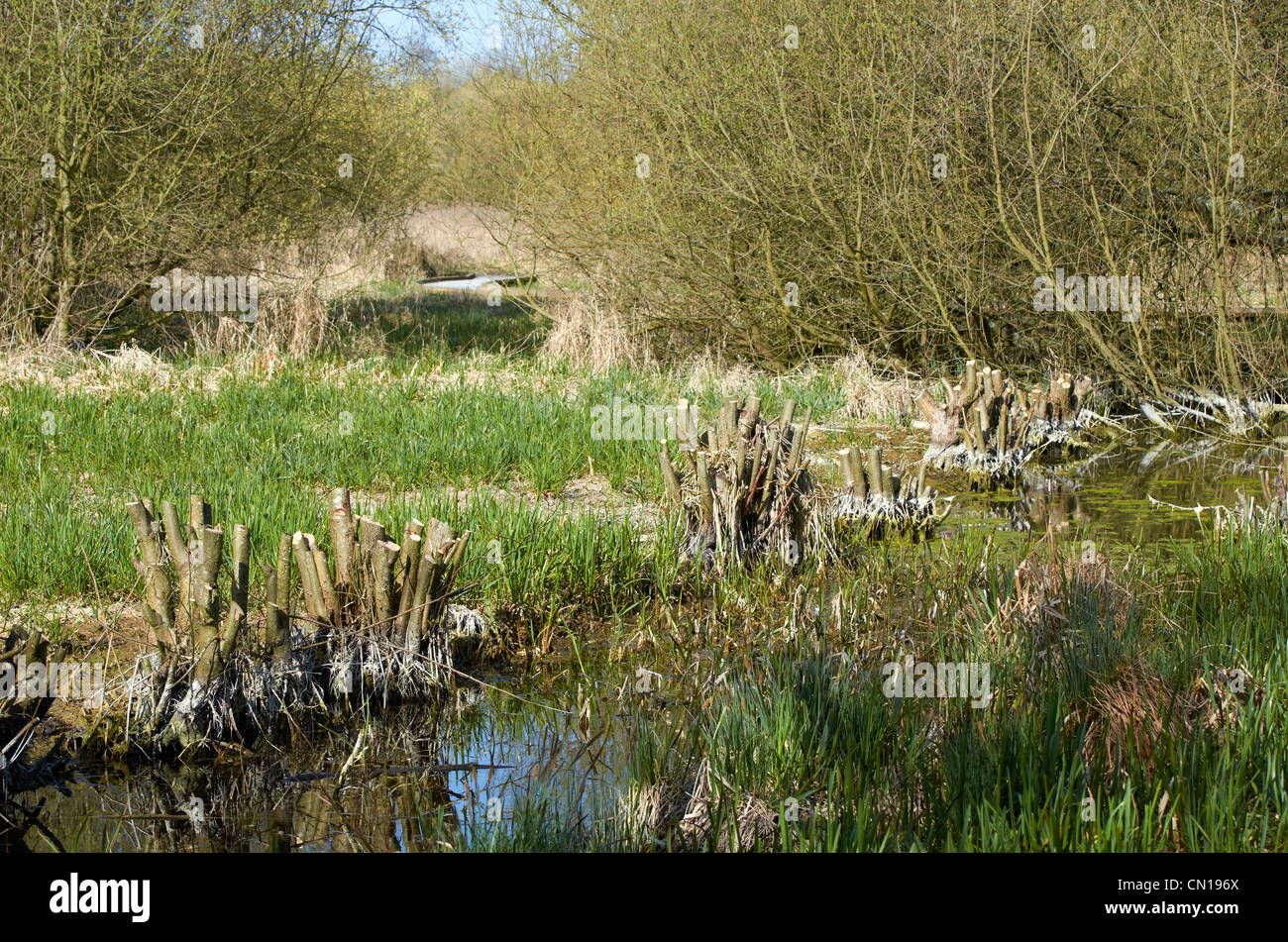 Coppiced goat willow or goat sallow (Salix caprea) trees, Winnall Moors ...