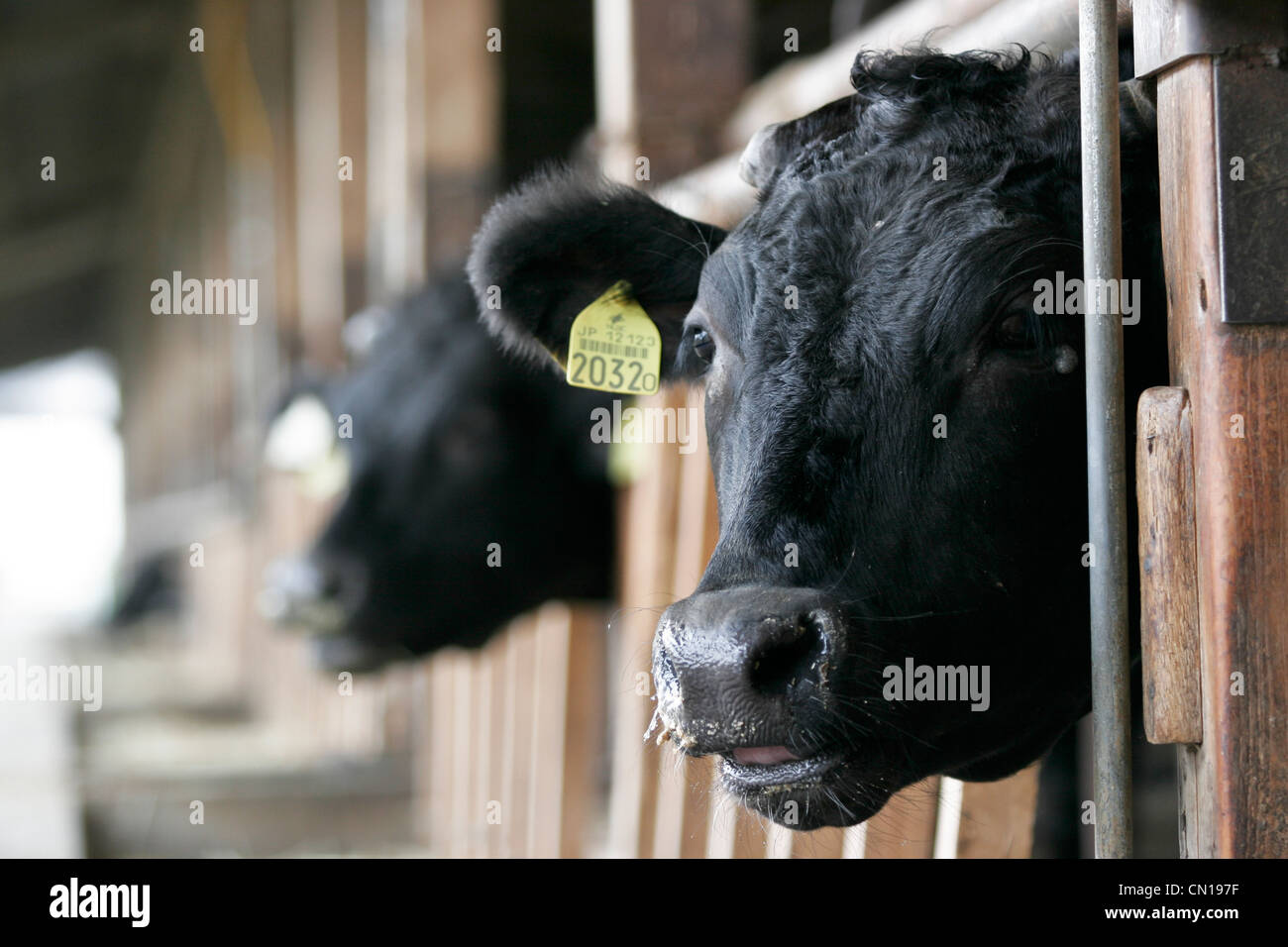 Wagyu, or Kobe beef, cows at the Oguri farm in Nagoya, Japan Stock ...