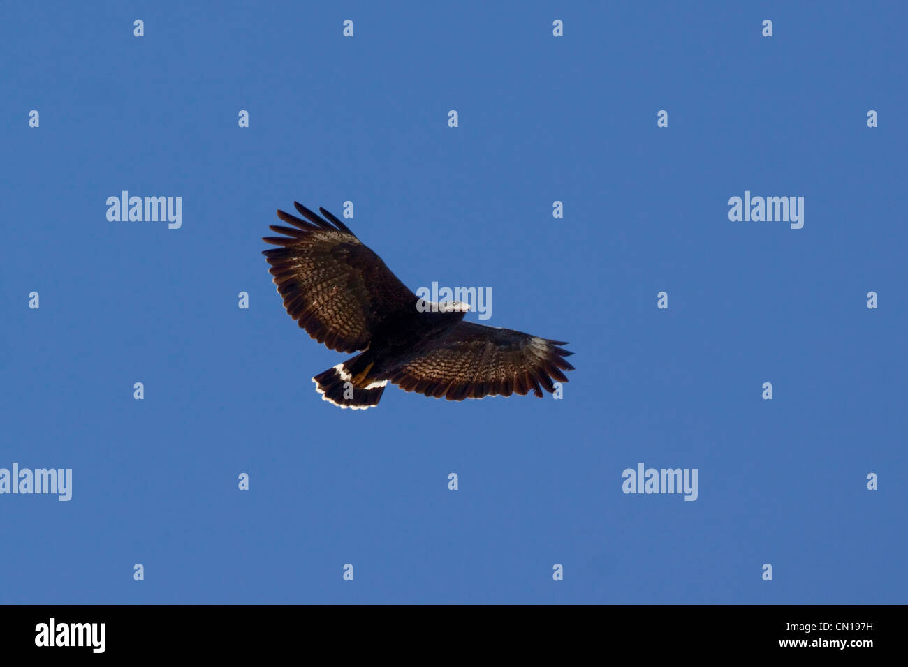 Common Black Hawk Buteogallus anthracinus Tubac, Santa Cruz COunty ...