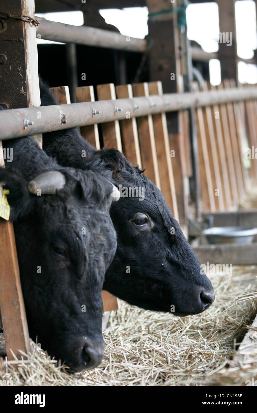 Wagyu, or Kobe beef, cows at the Oguri farm in Nagoya, Japan Stock ...