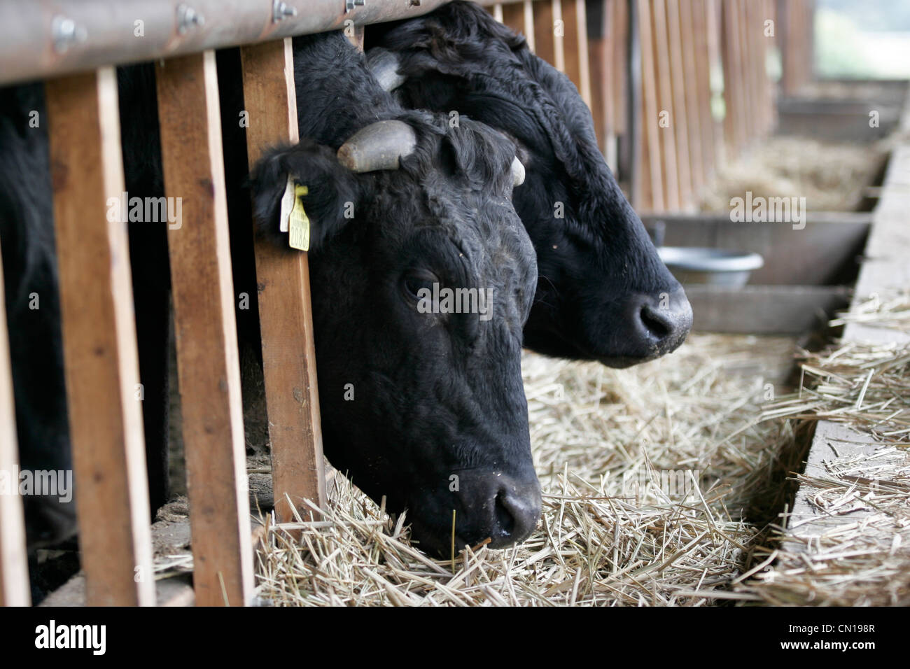 Wagyu, or Kobe beef, cows at the Oguri farm in Nagoya, Japan Stock ...