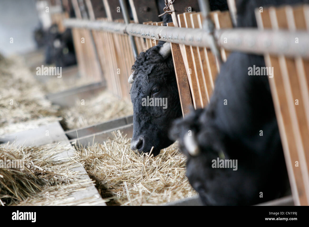 Wagyu, or Kobe beef, cows at the Oguri farm in Nagoya, Japan Stock ...