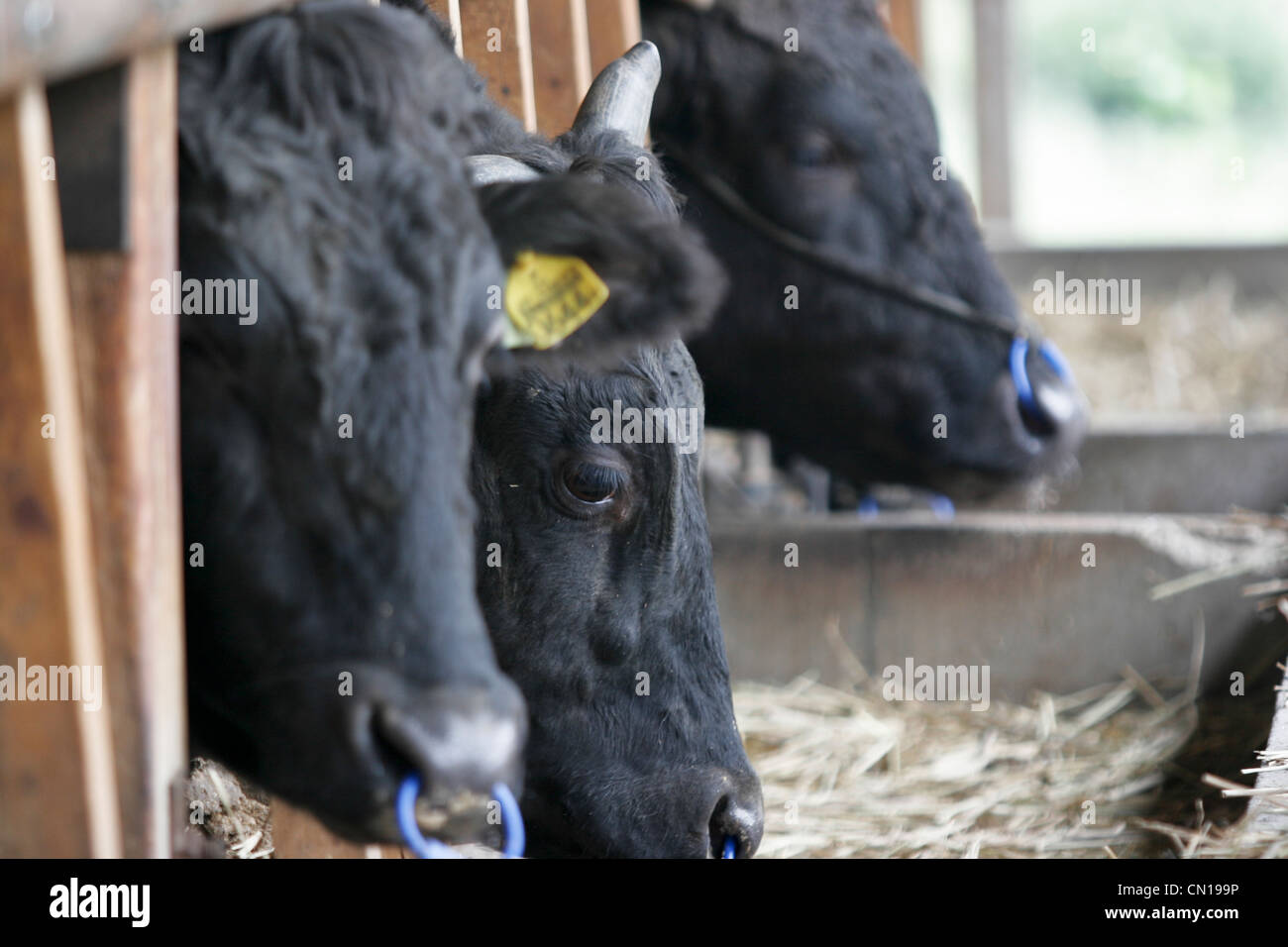 Kobe ushi hi-res stock photography and images - Alamy