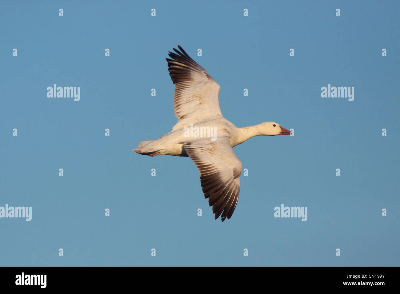 Light morph hi-res stock photography and images - Alamy