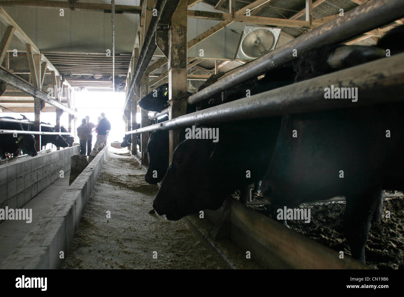 Tajima kobe beef cows in hi-res stock photography and images - Alamy