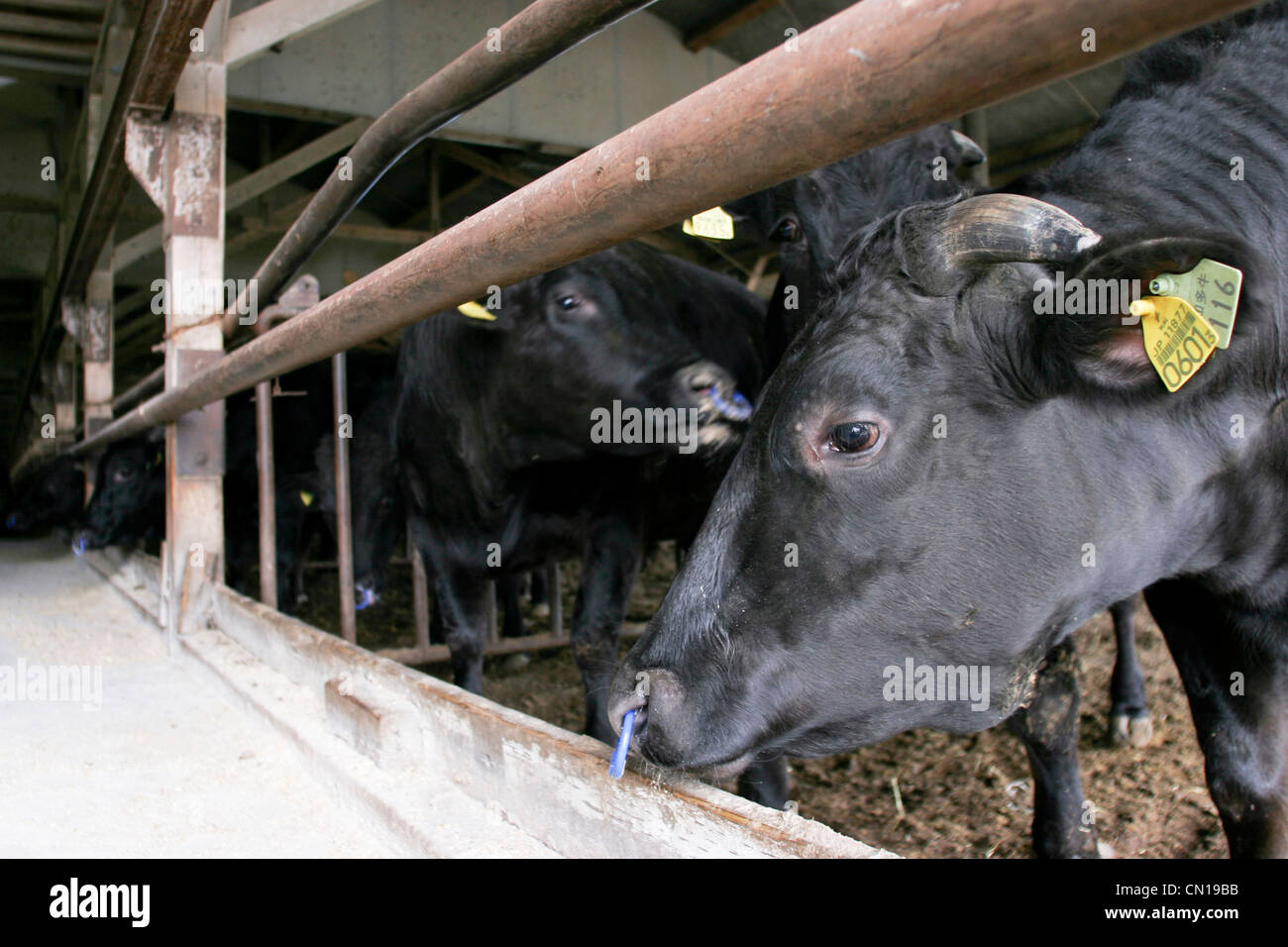 Tajima kobe beef cows in hi-res stock photography and images - Alamy
