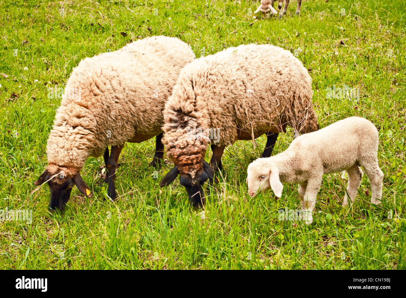 Sheep grazing Stock Photo - Alamy
