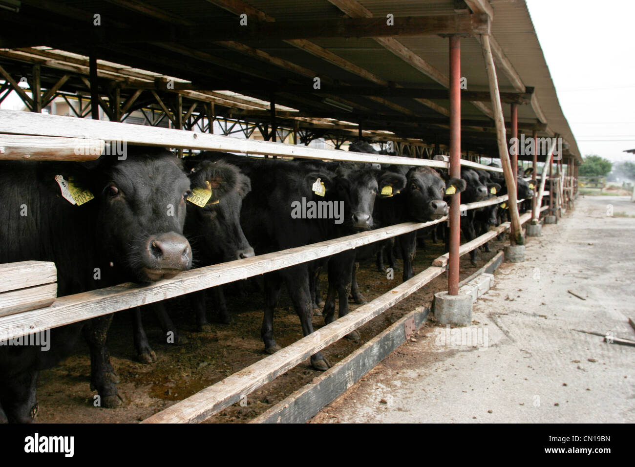 Wagyu, or Kobe beef, cows in their pens at the Oguri farm in Nagoya ...