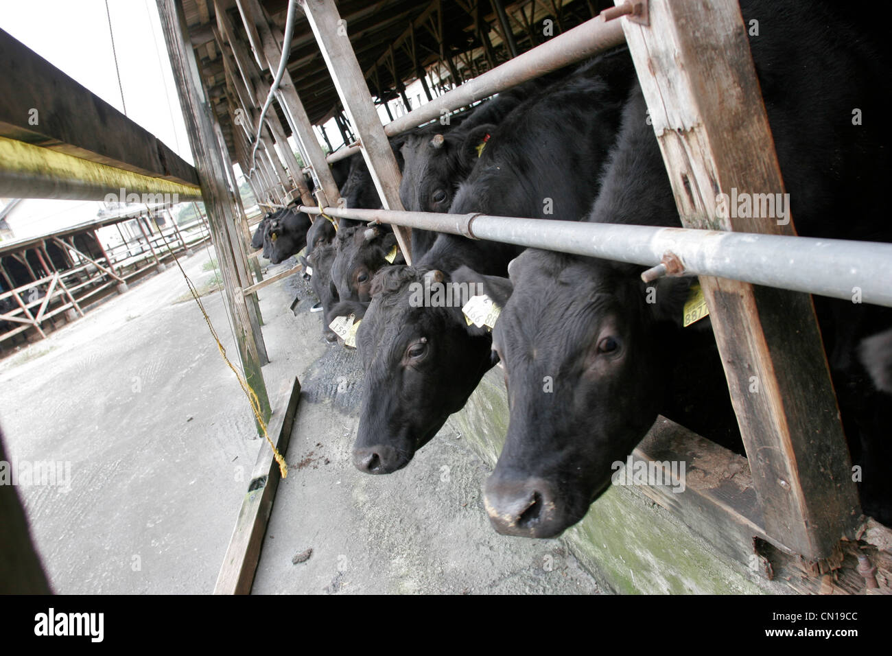 Kobe ushi hi-res stock photography and images - Alamy