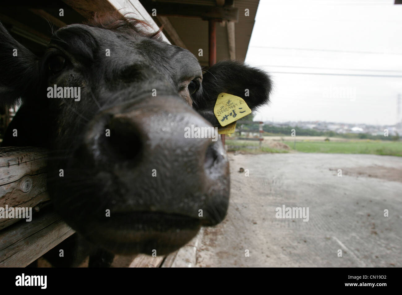 Wagyu cattle herd hi-res stock photography and images - Alamy