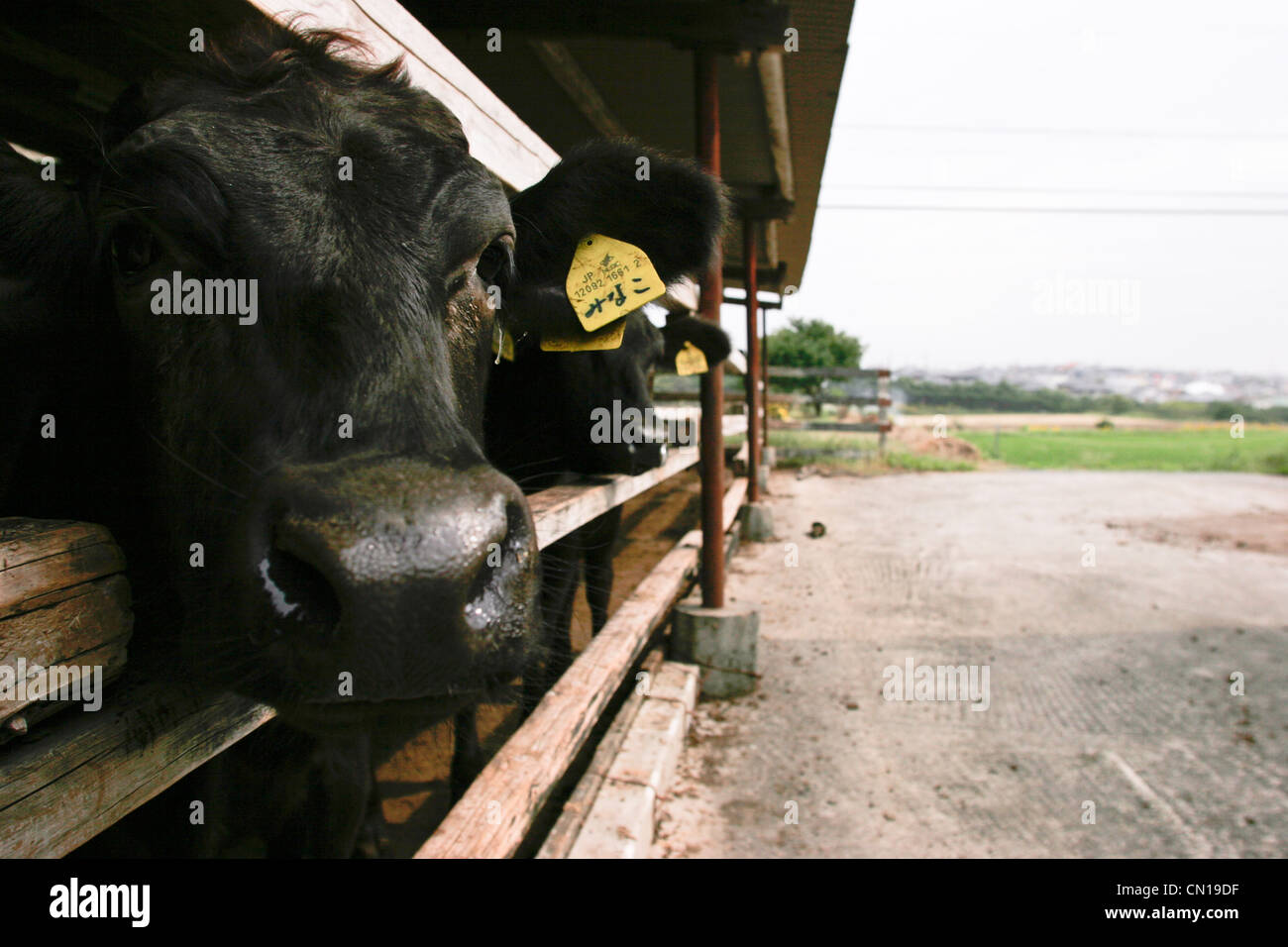 Kobe ushi hi-res stock photography and images - Alamy