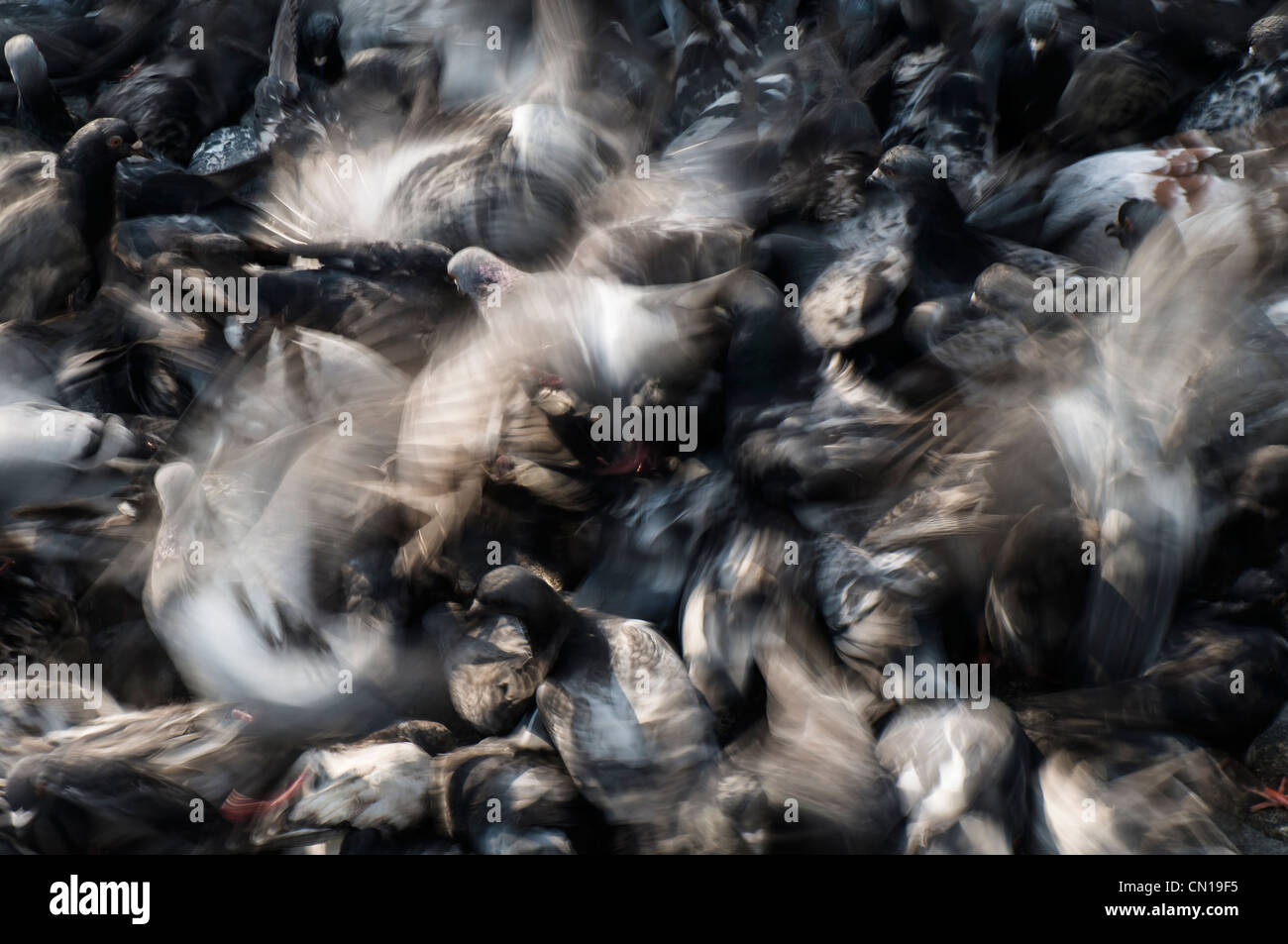 Group of pigeons hi-res stock photography and images - Alamy
