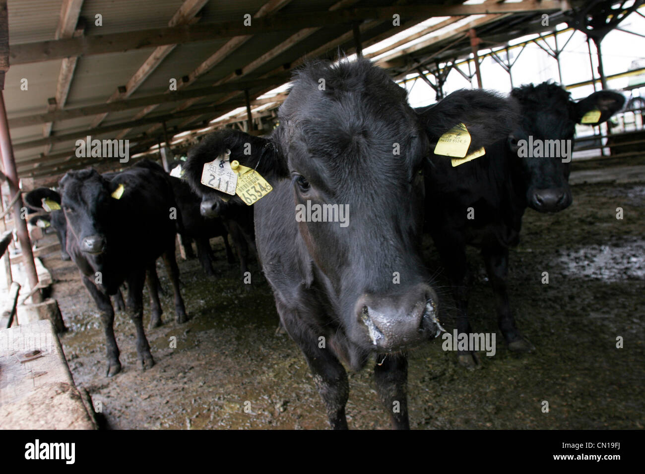 Kobe ushi hi-res stock photography and images - Alamy
