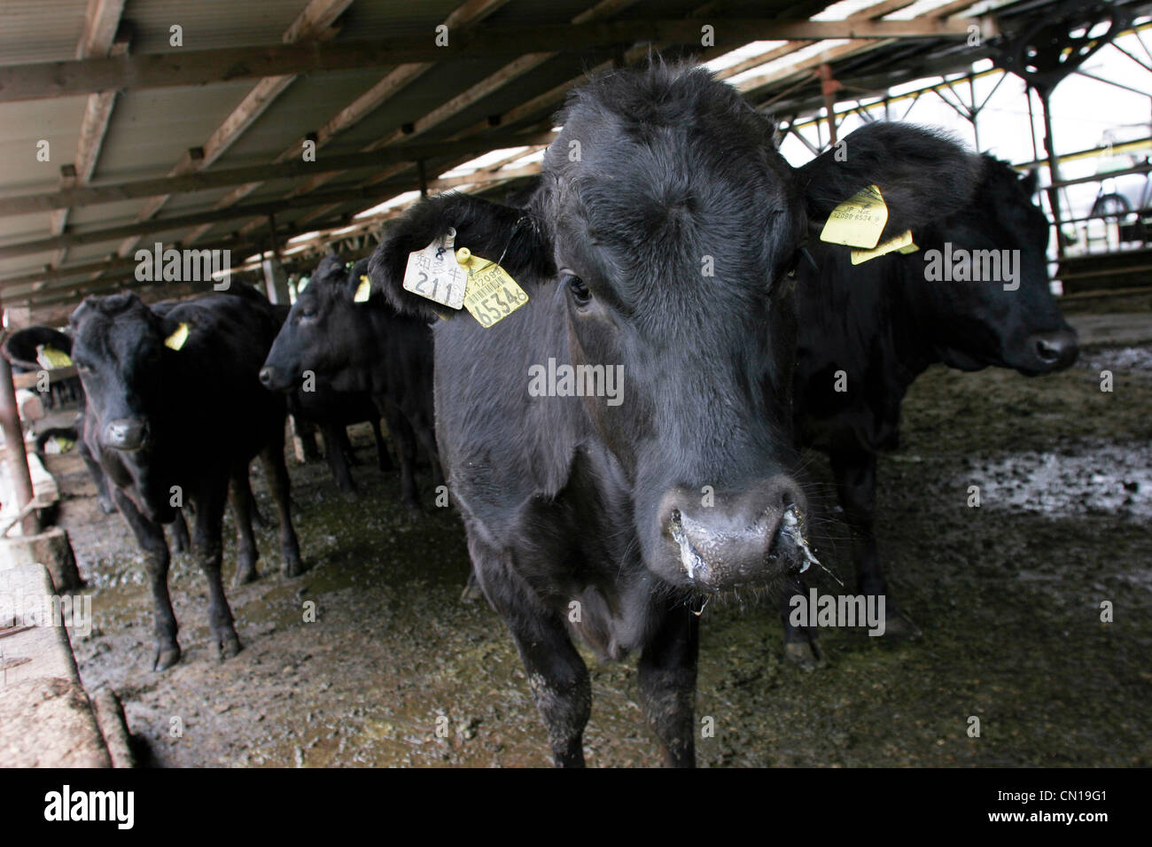 Wagyu Cattle High Resolution Stock Photography and Images - Alamy
