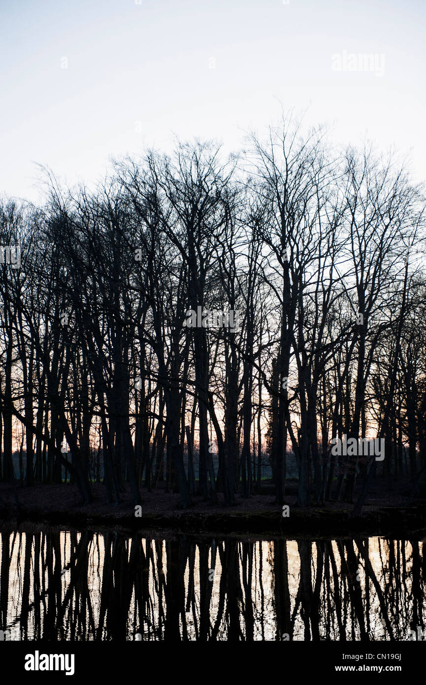 Silhouette trees on waterfront reflecting in water with sky Stock Photo ...