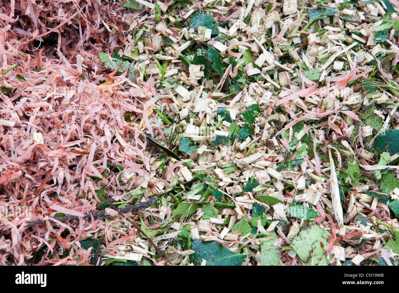 Sawdust on the forest floor after a Cedar tree was chopped down ...