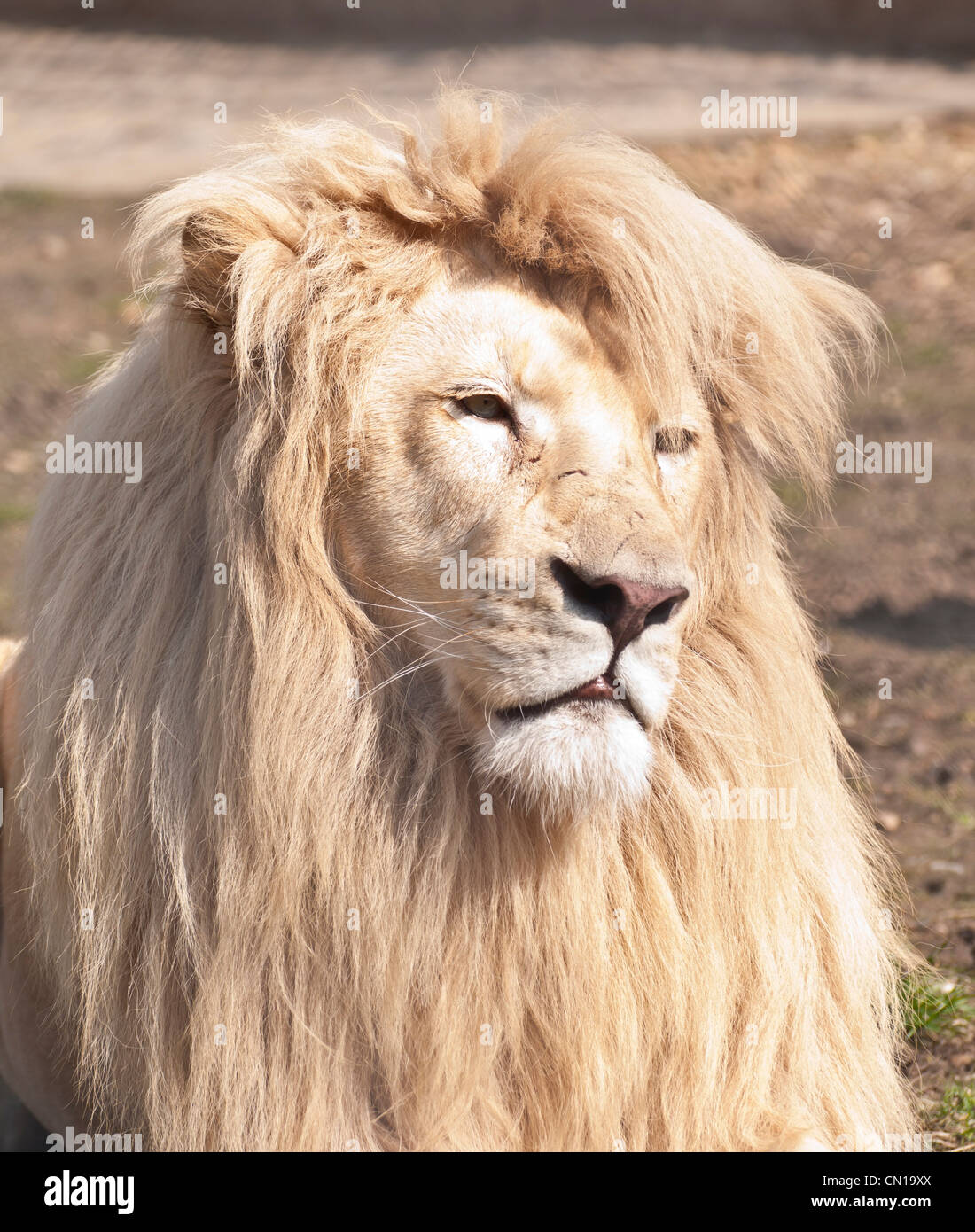Large male white lion Stock Photo - Alamy