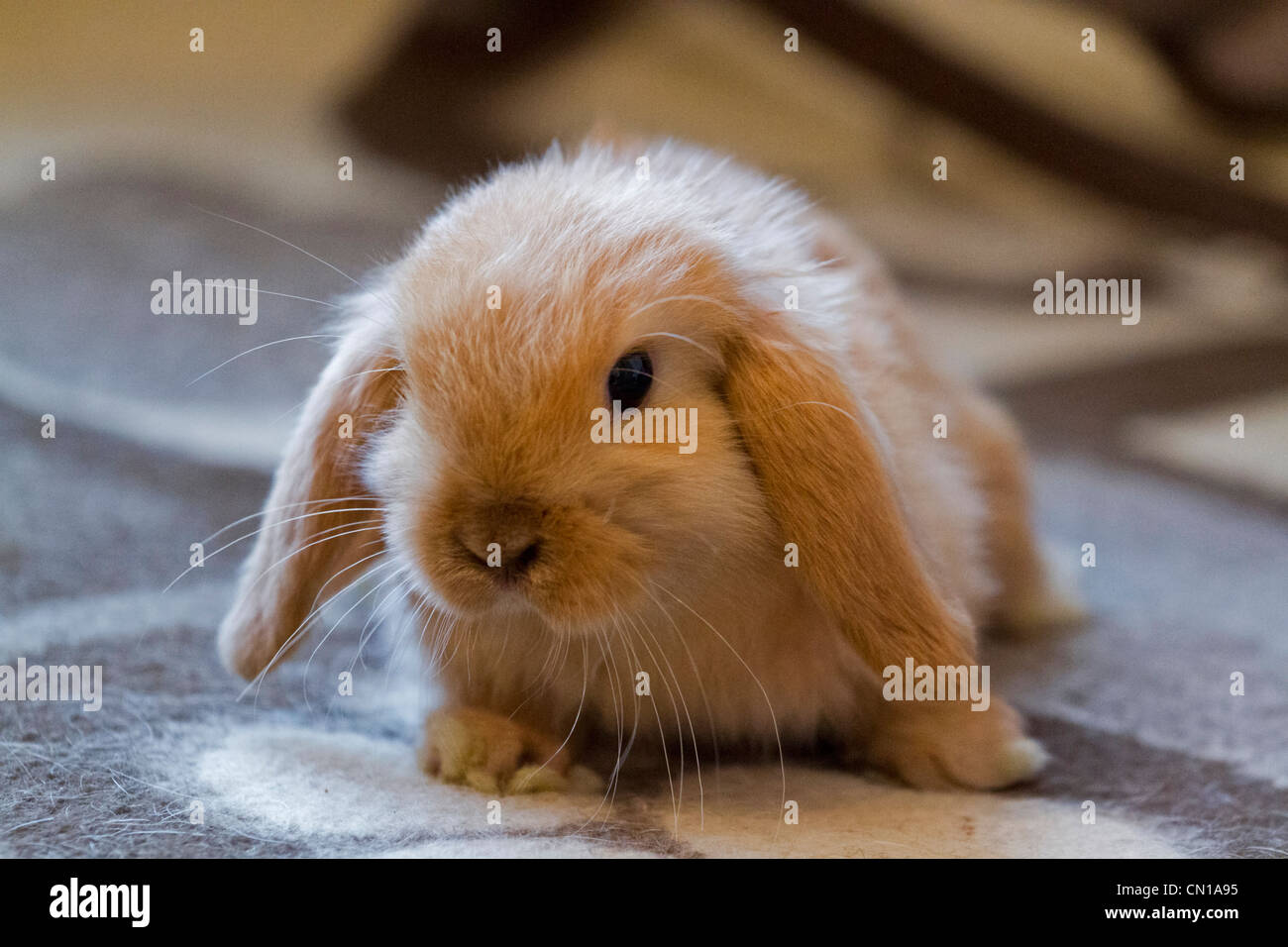 Baby rabbit hi-res stock photography and images - Alamy