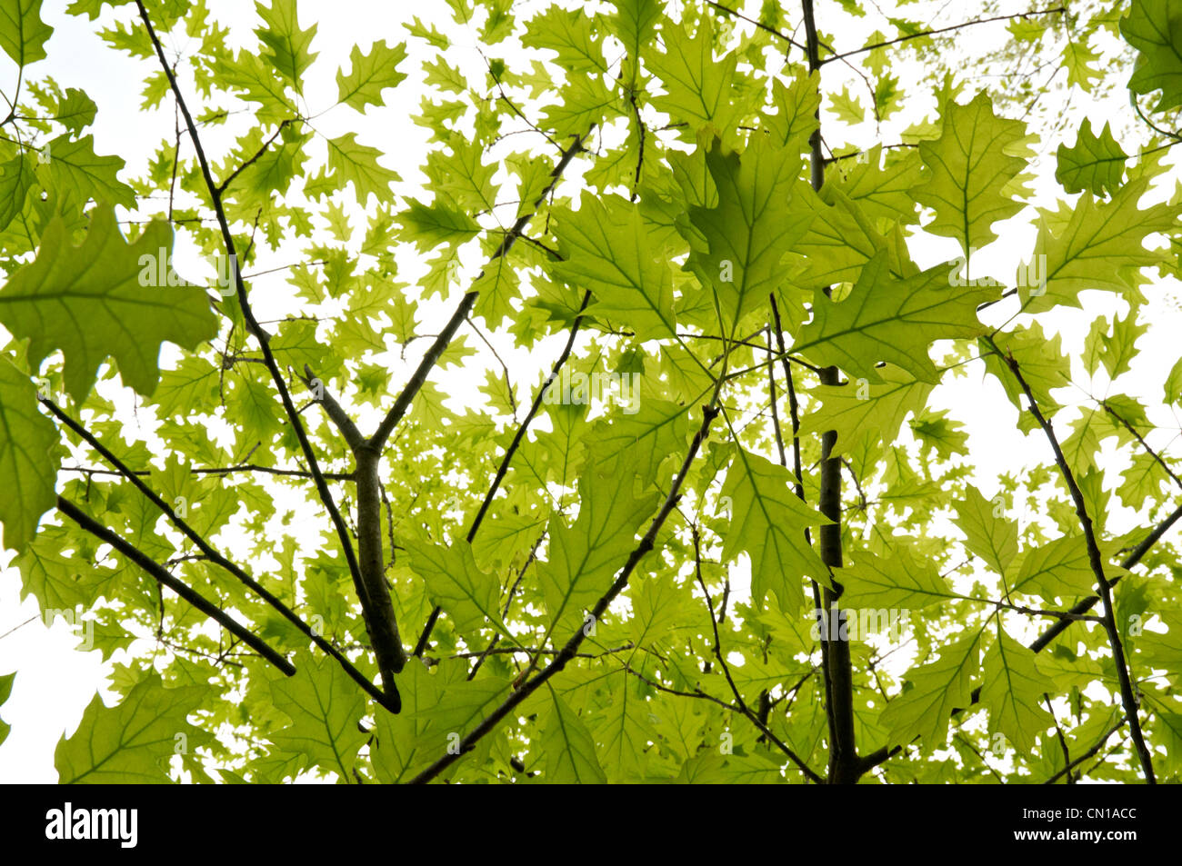 oak leaves from below Stock Photo - Alamy