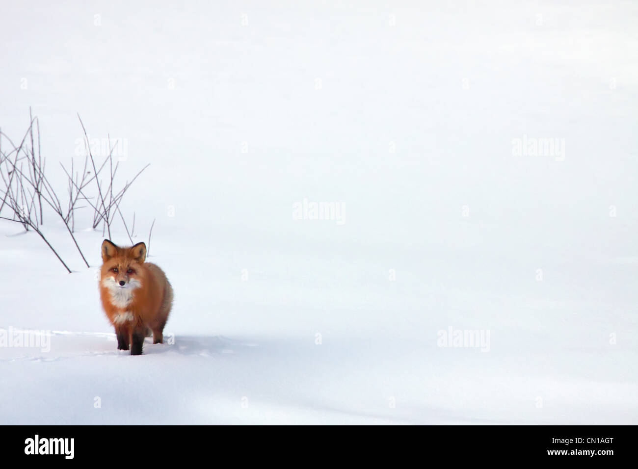 Red fox in snow yukon hi-res stock photography and images - Alamy