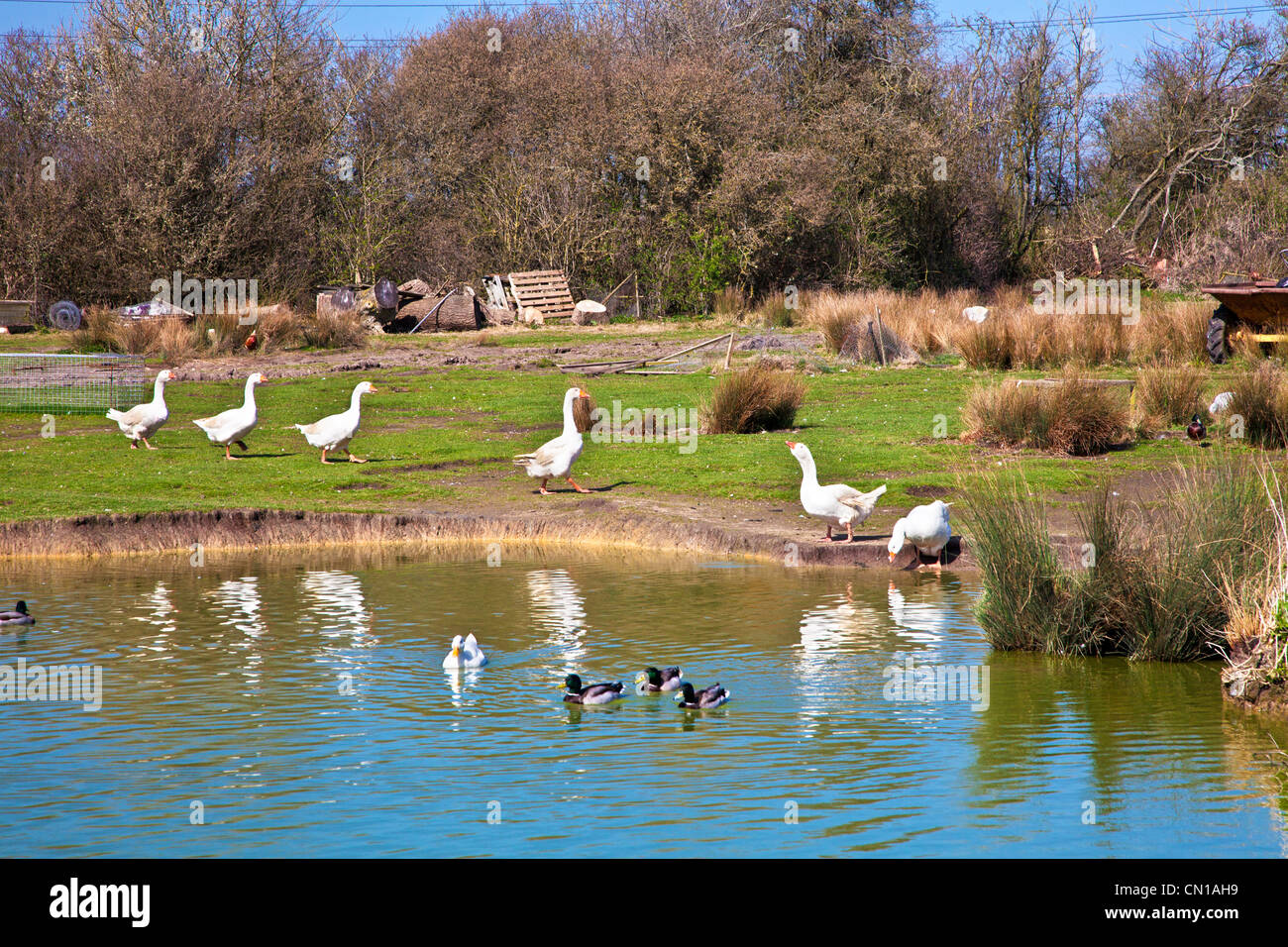 Geese and ducks around the pond on Norrington Common near Broughton ...