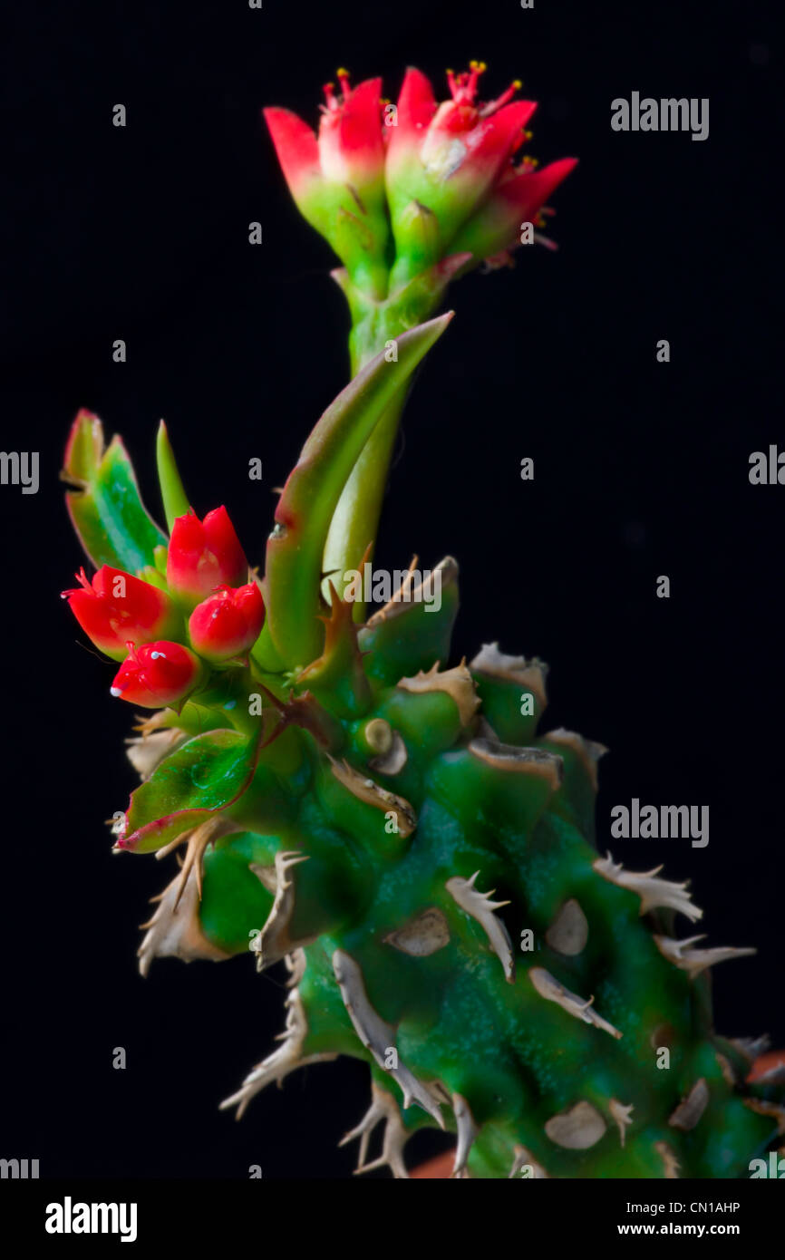 Cactus Flower and Buds Stock Photo - Alamy
