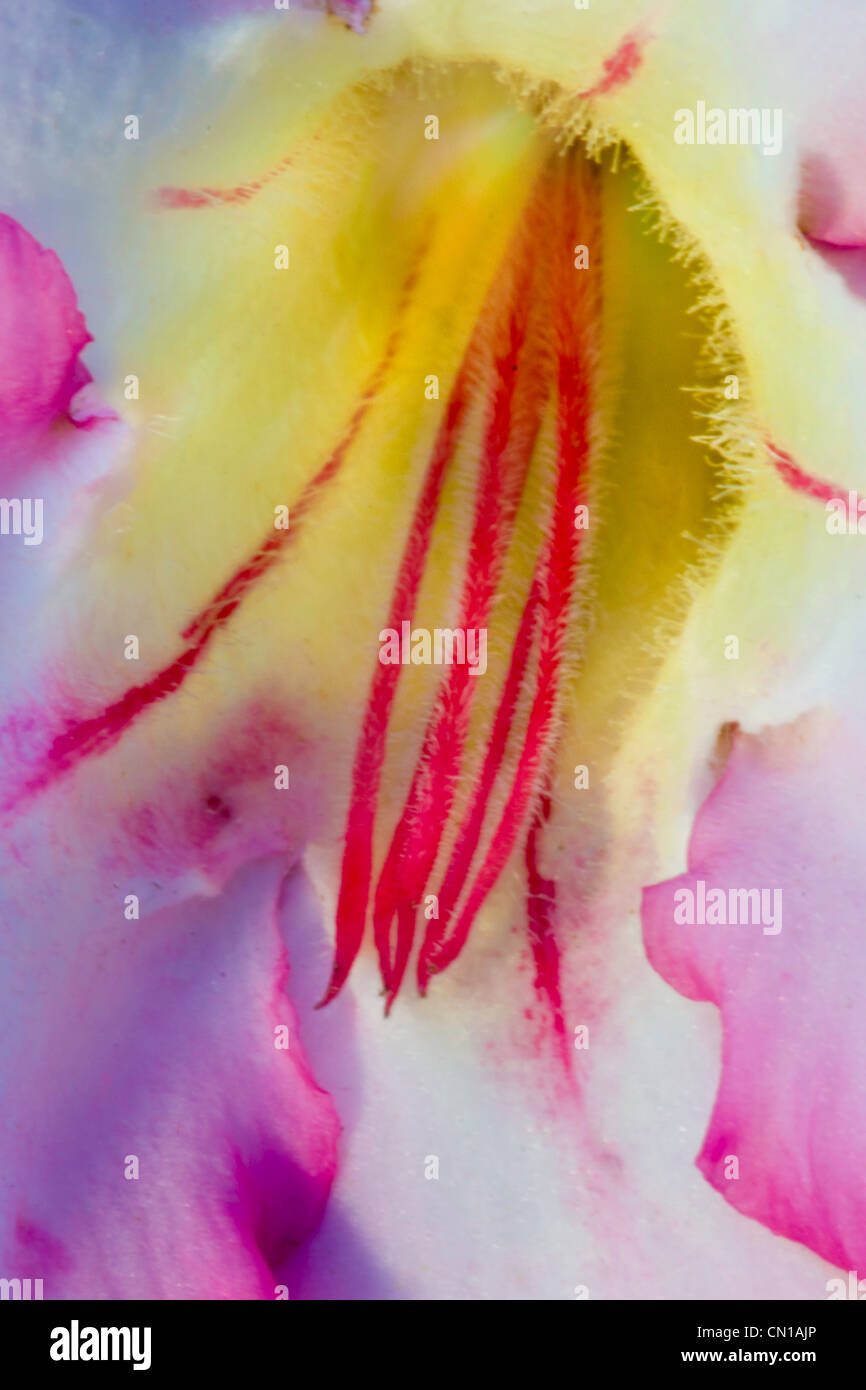 Garden Flower Stamen Stock Photo - Alamy