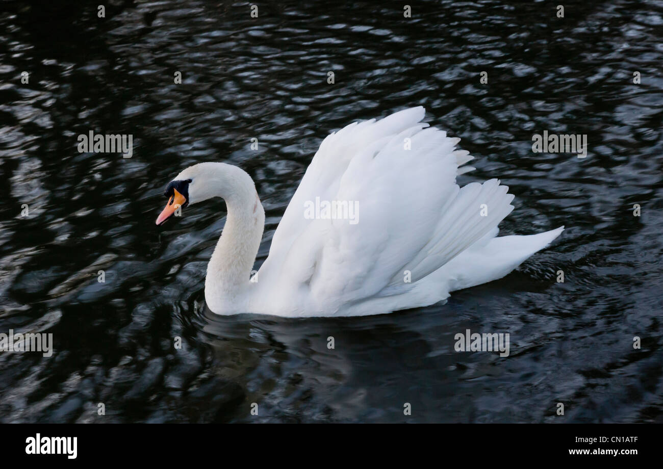 Single swans hi-res stock photography and images - Alamy