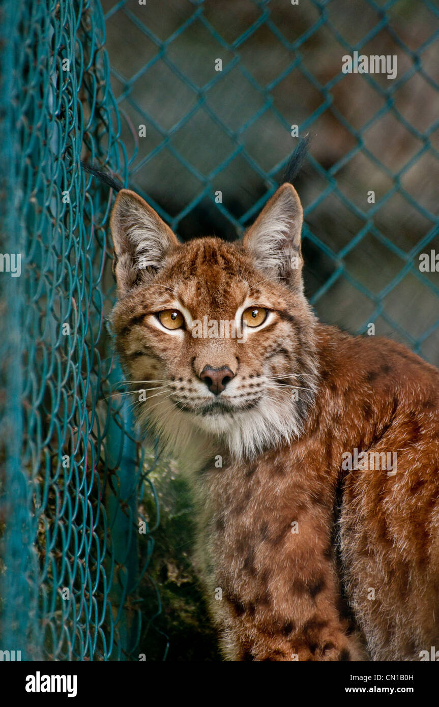 Linx hi-res stock photography and images - Alamy
