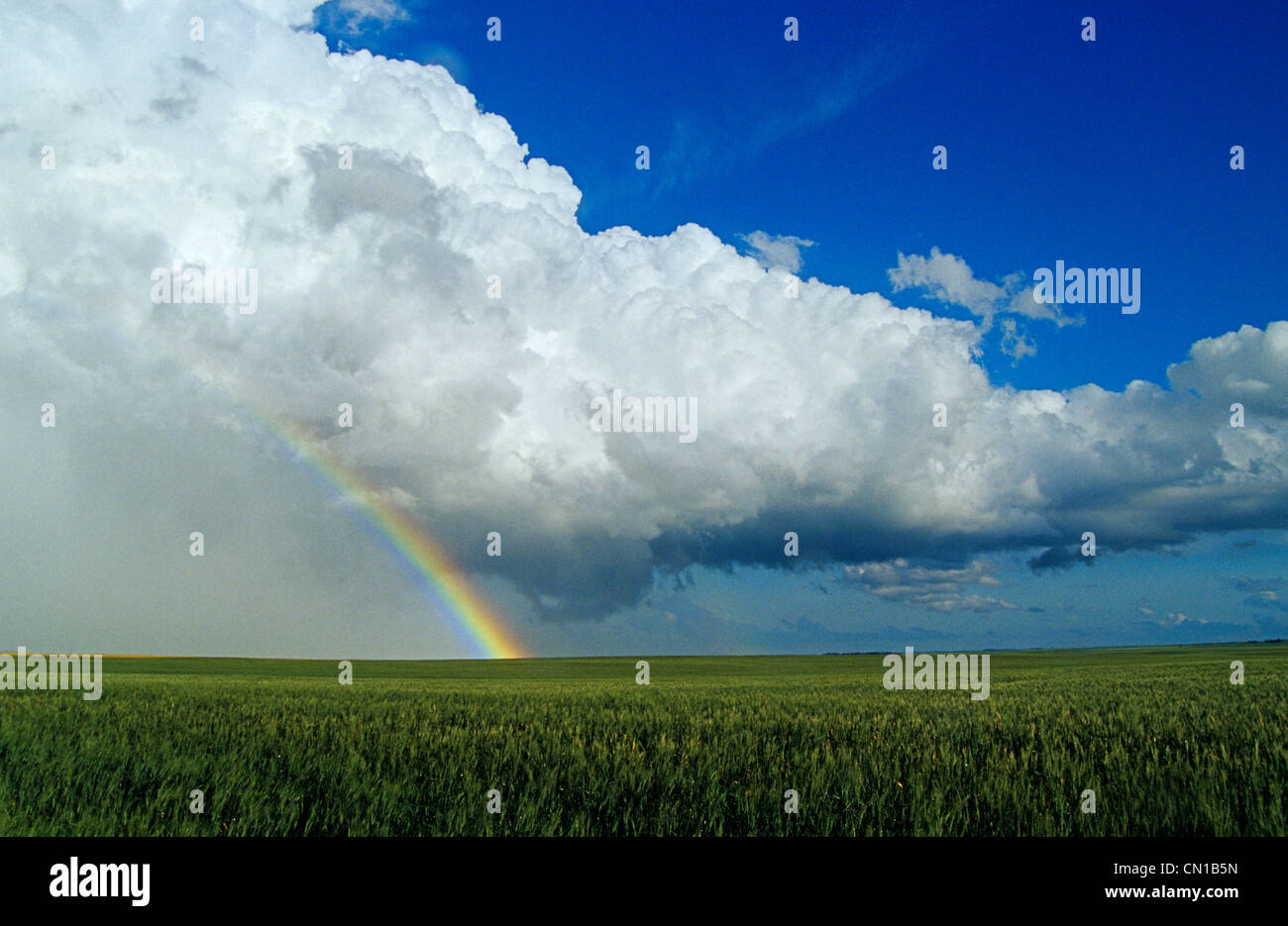 Cumulonimbus cloud mass and rainbow with wheat field in the foreground ...
