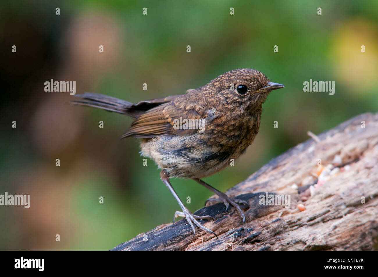 Fledgling robin hi-res stock photography and images - Alamy