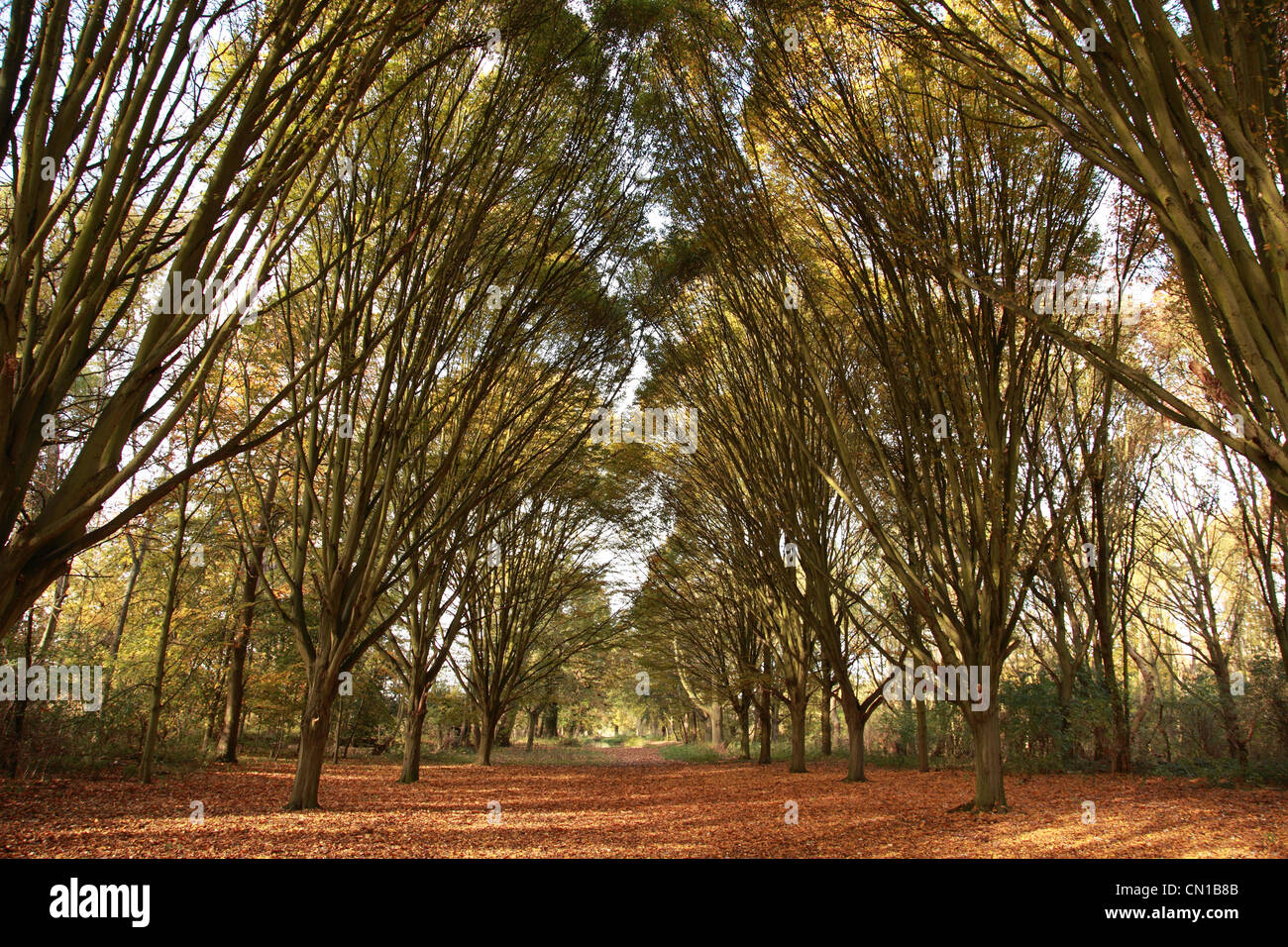 Bushy Park trees Stock Photo - Alamy