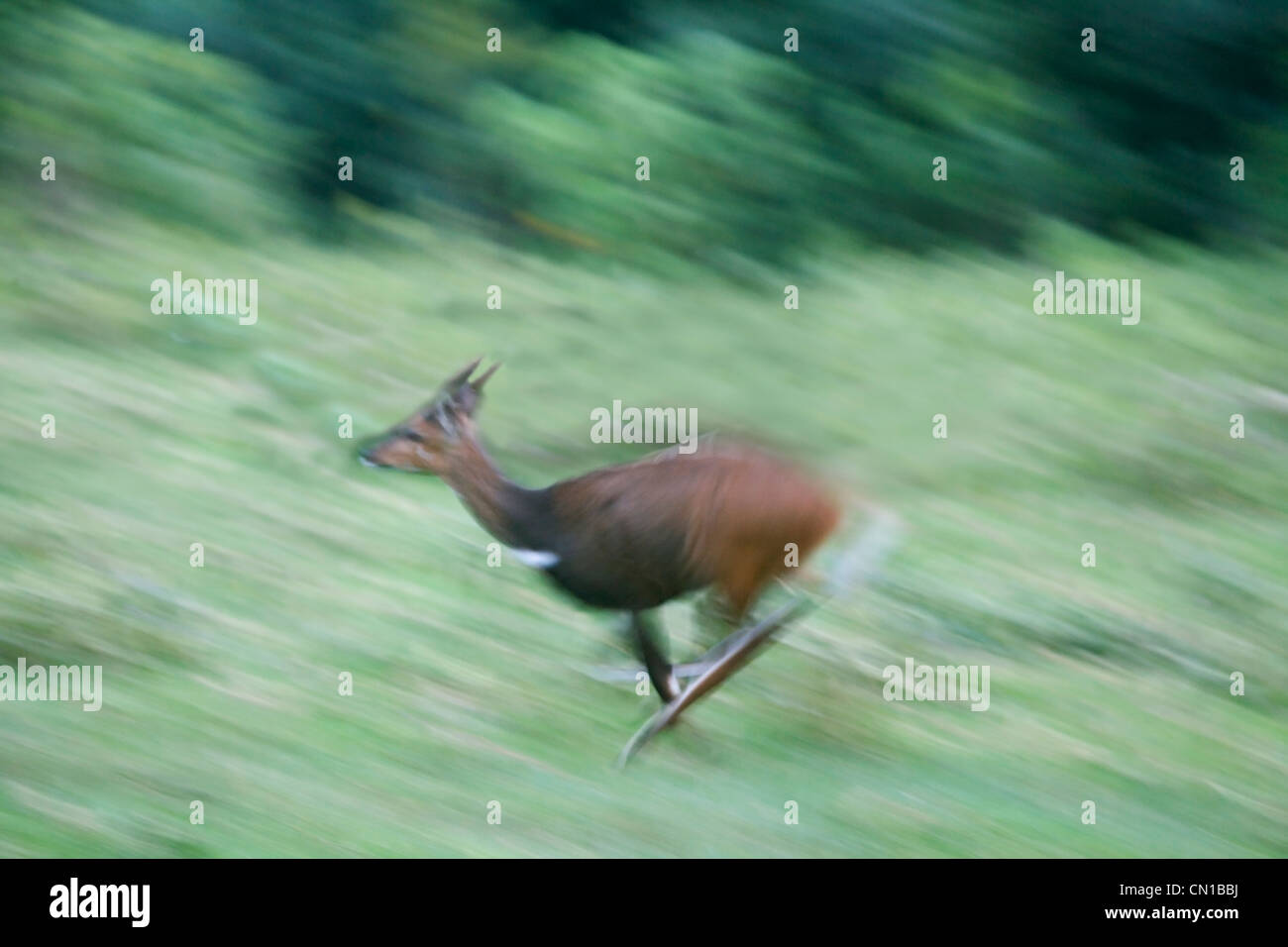 Running deer hi-res stock photography and images - Alamy