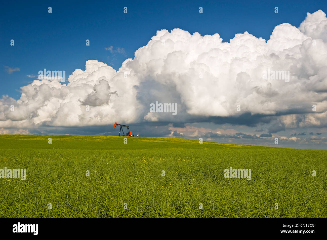 Pod stage canola field with oil pumpjack and cumulonimbus clouds in the ...
