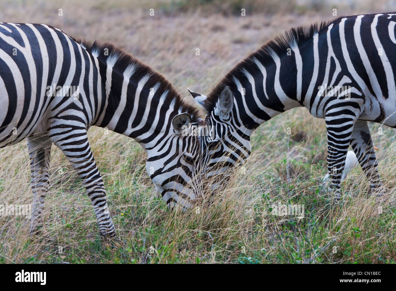 Common zebra hi-res stock photography and images - Alamy