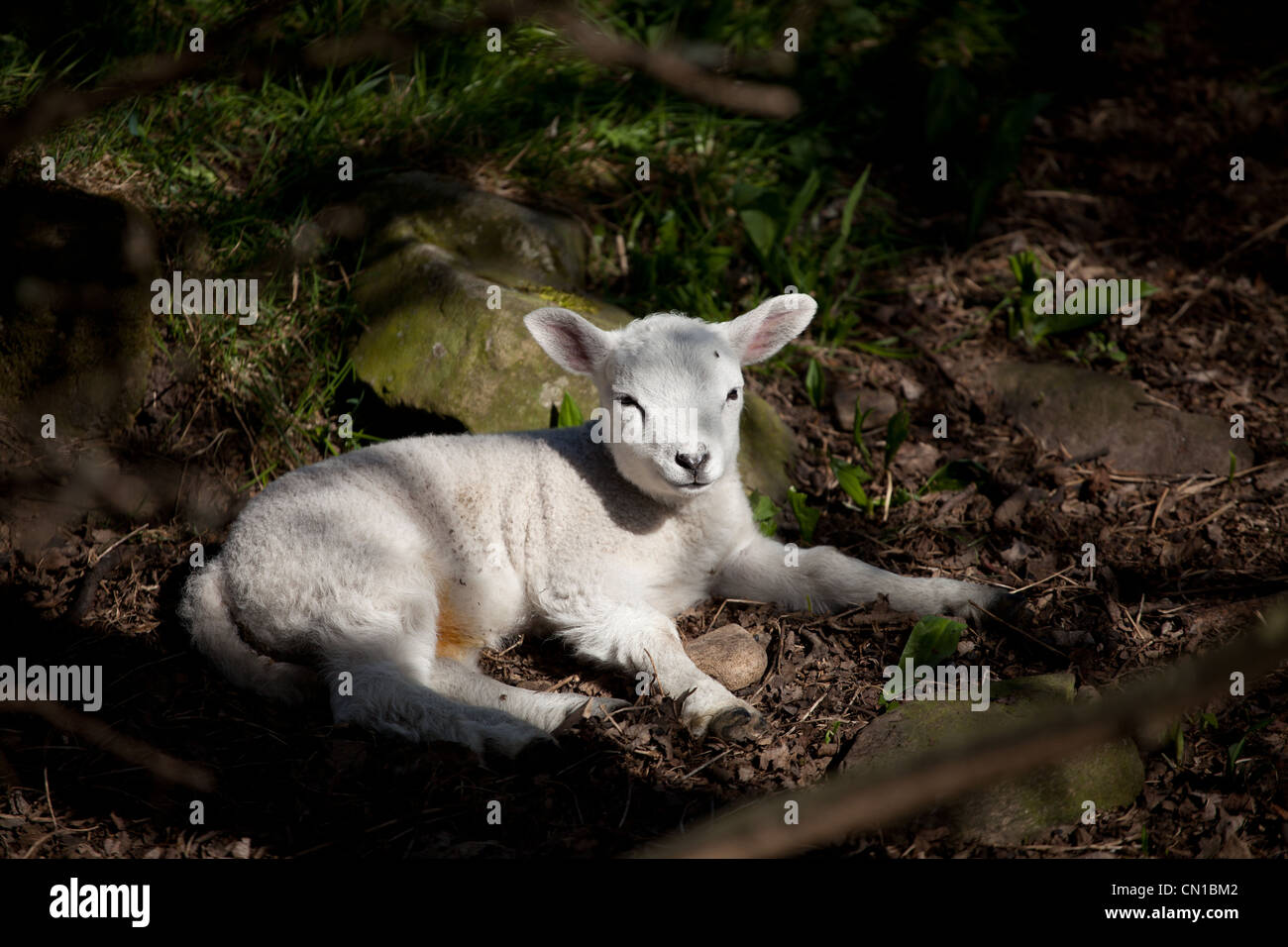 Lamb field hi-res stock photography and images - Alamy