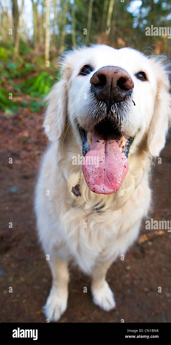 Happy golden retriever pics hi-res stock photography and images - Alamy