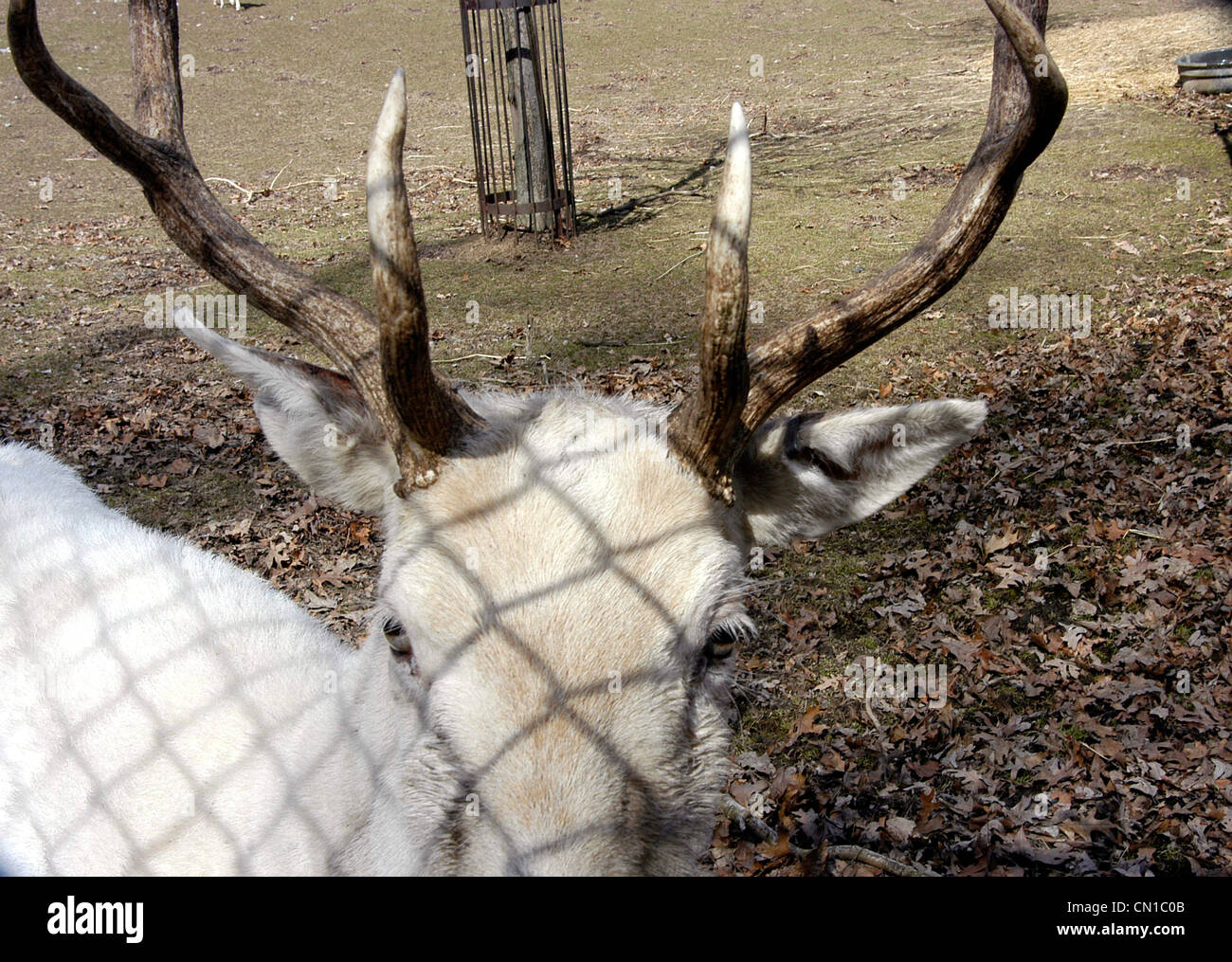 White Elk in a zoo, High Park, Toronto, Ontario Stock Photo - Alamy