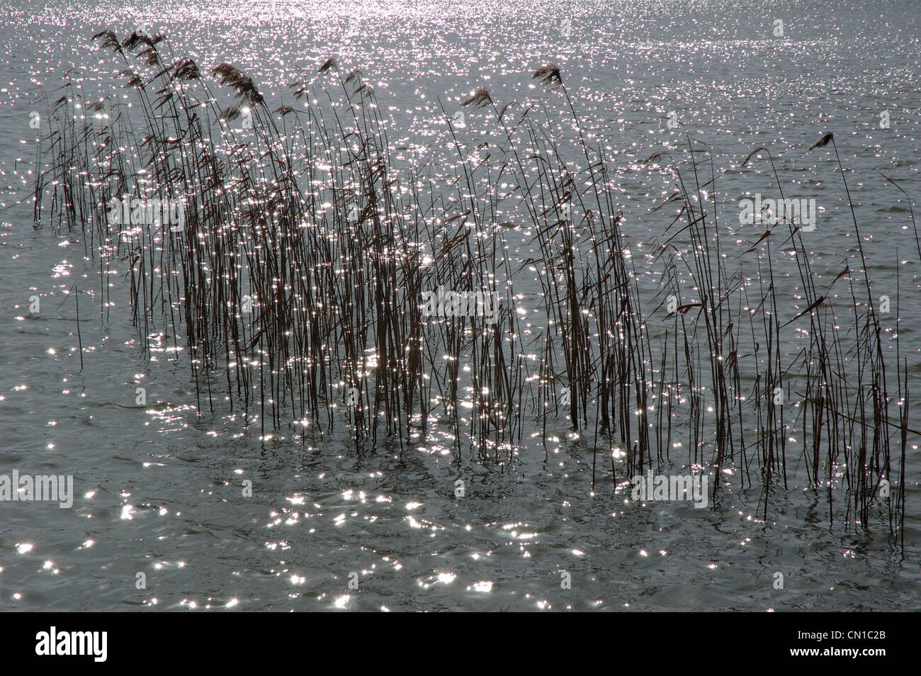 Reeds sparkling water hi-res stock photography and images - Alamy