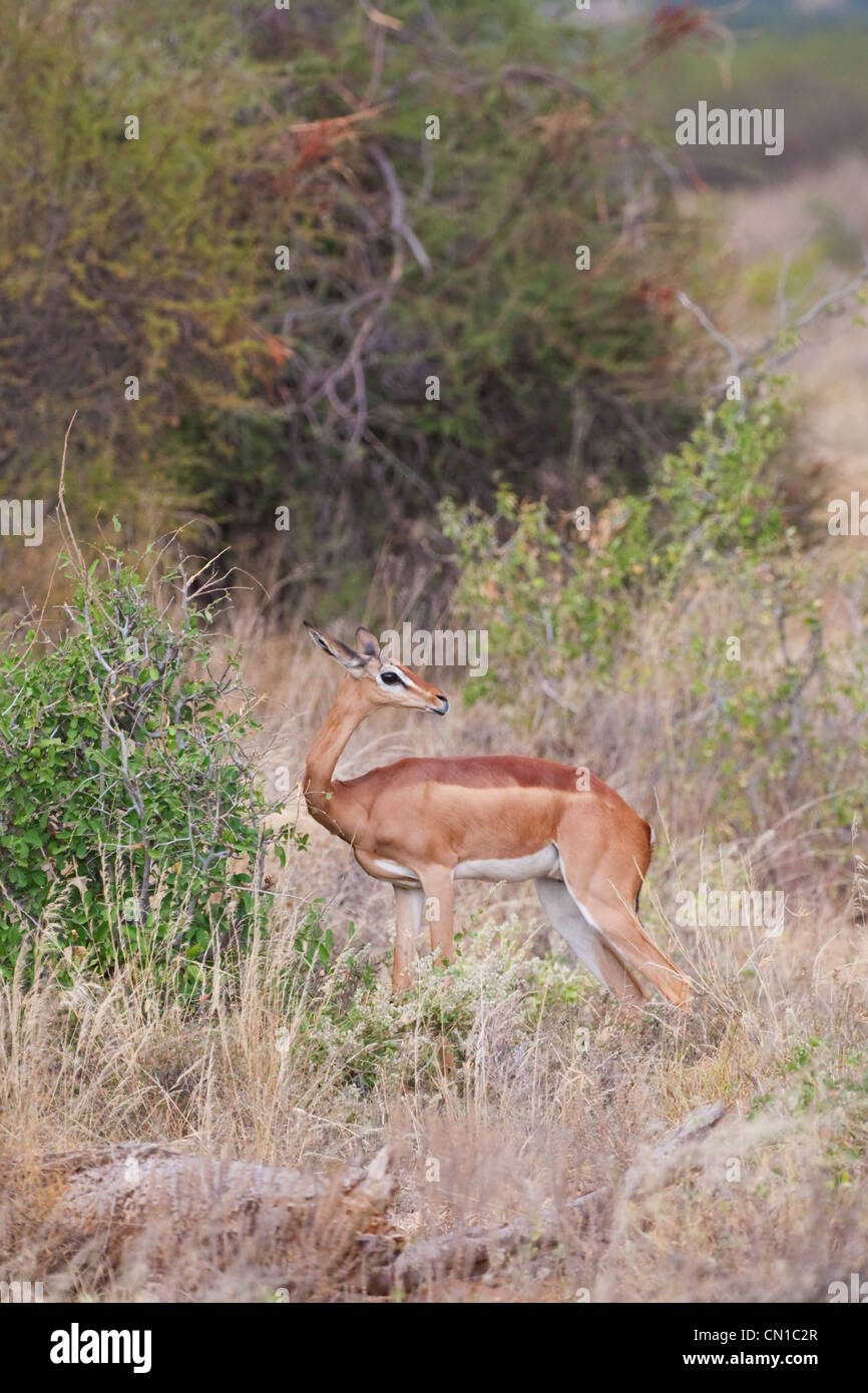 Impala animal hi-res stock photography and images - Alamy
