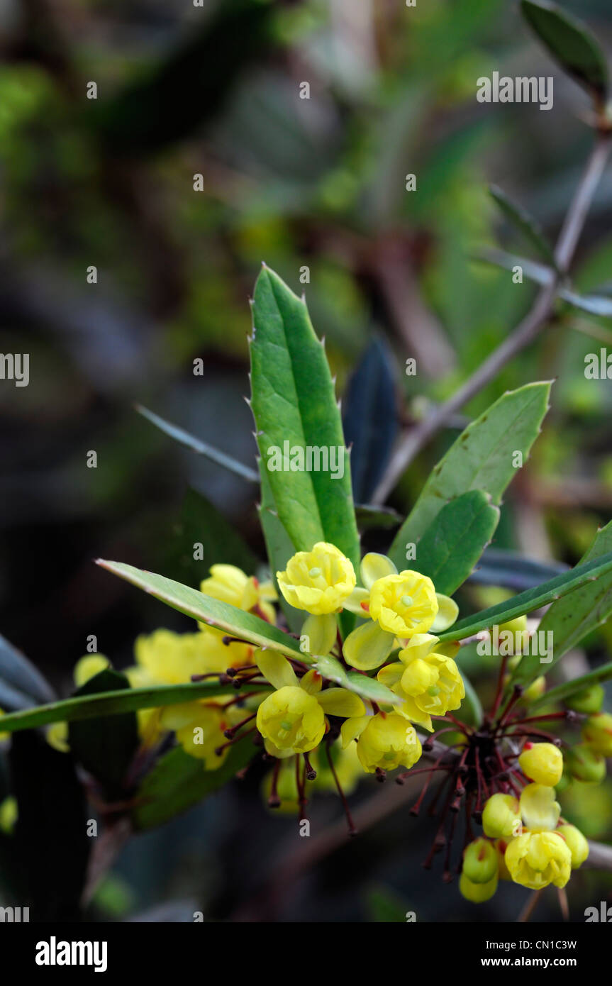berberis pruinosa spring yellow flowers evergreens shrubs petals plant ...